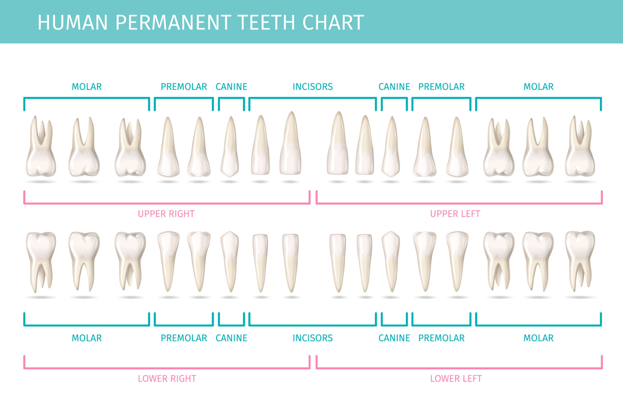 Teeth Names and Numbers: Diagram, Names, Number, and Conditions – Trust ...